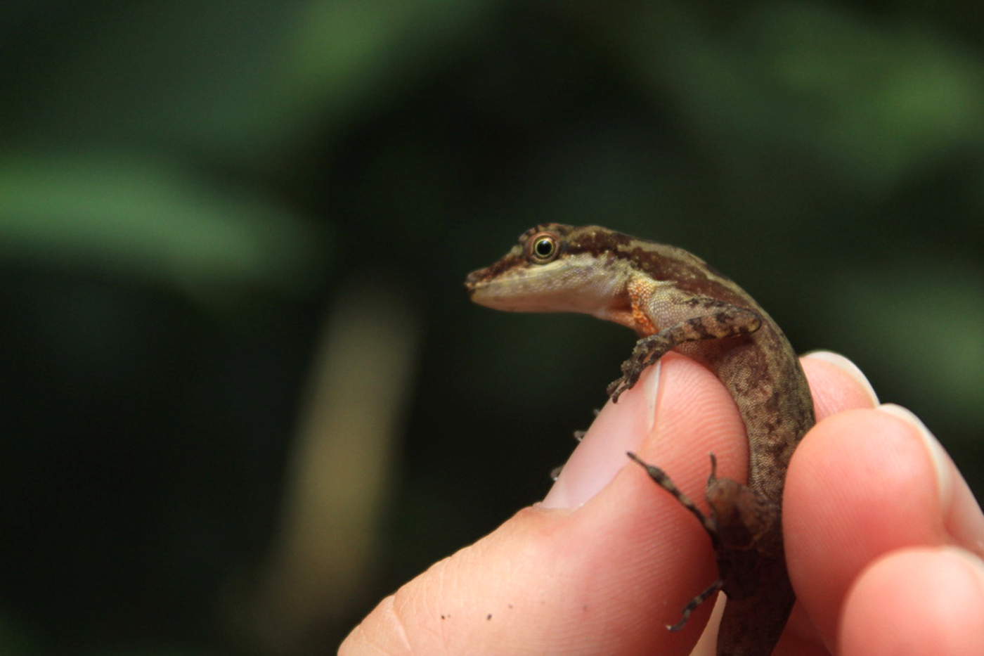Catching Lizards in Panama - Department of Civil & Environmental ...